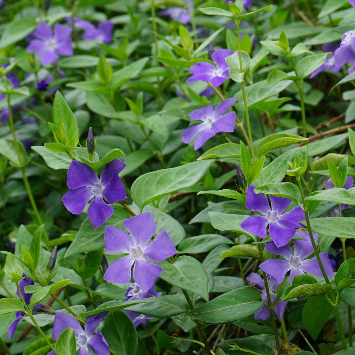 VASE VINCA MAJOR 17CM – Peragashop