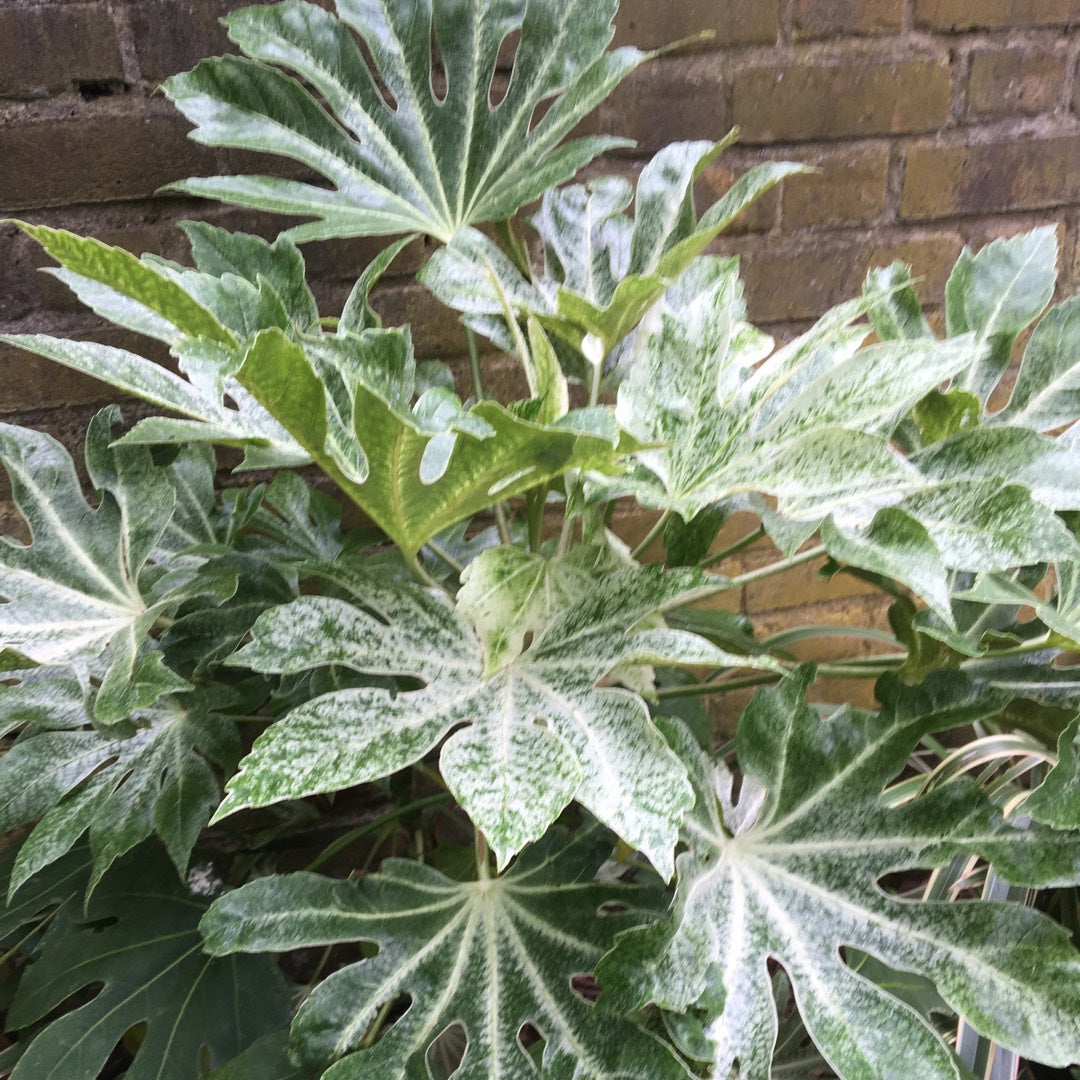 FATSIA JAPONICA VARIEGATA ARALIA VASO 17CM – Peragashop