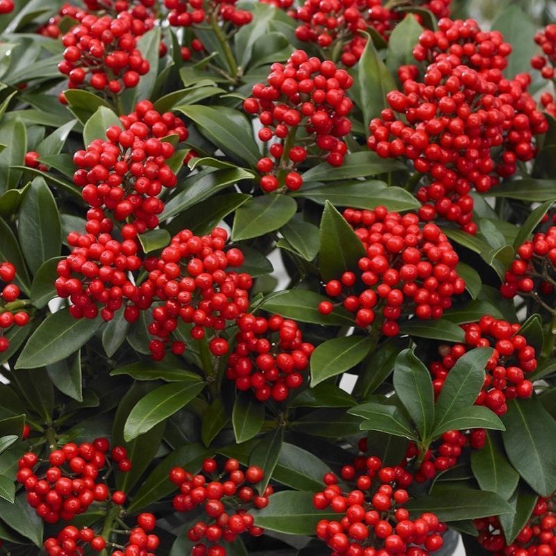 SKIMMIA JAPONICA PABELLA VASO 22CM – Peragashop