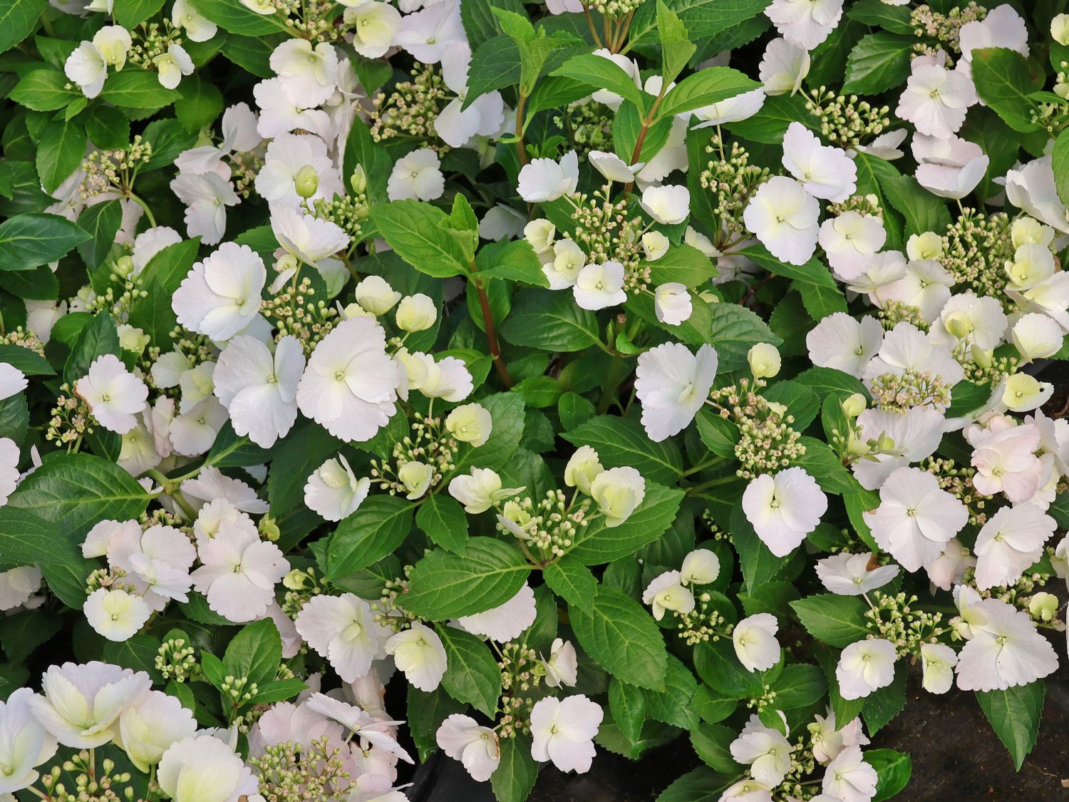 Hydrangea Macrophylla Runaway Bride in Vaso da 19cm – Peragashop