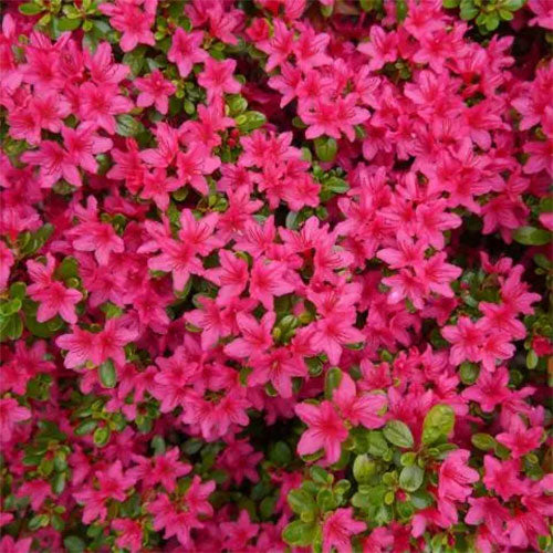 AZALEA JAPONICA RUSTICA ANOUK ANNA FRAK VASO 18CM – Peragashop