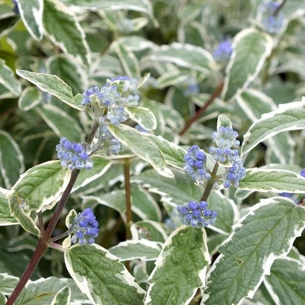 Vase surprise blanc Caryopteris Clan 19 cm – Peragashop