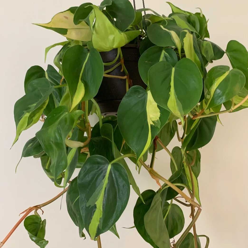 PHILODENDRON SCANDENS BRASIL VASO 12CM – Peragashop