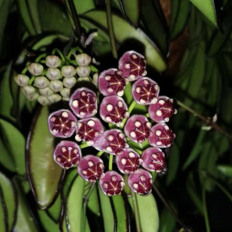 HOYA WAYETII TRICOLOR FIORE DI CERA VASO 12CM – Peragashop