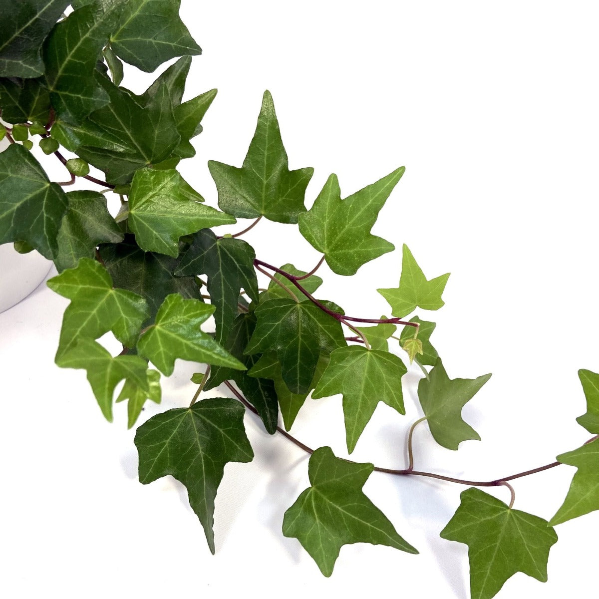 EDERA HELIX ELJA IN VASO 13CM – Peragashop