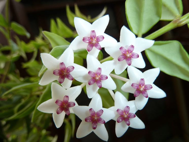 HOYA BELLA FIORE DI CERA VASO 14CM – Peragashop