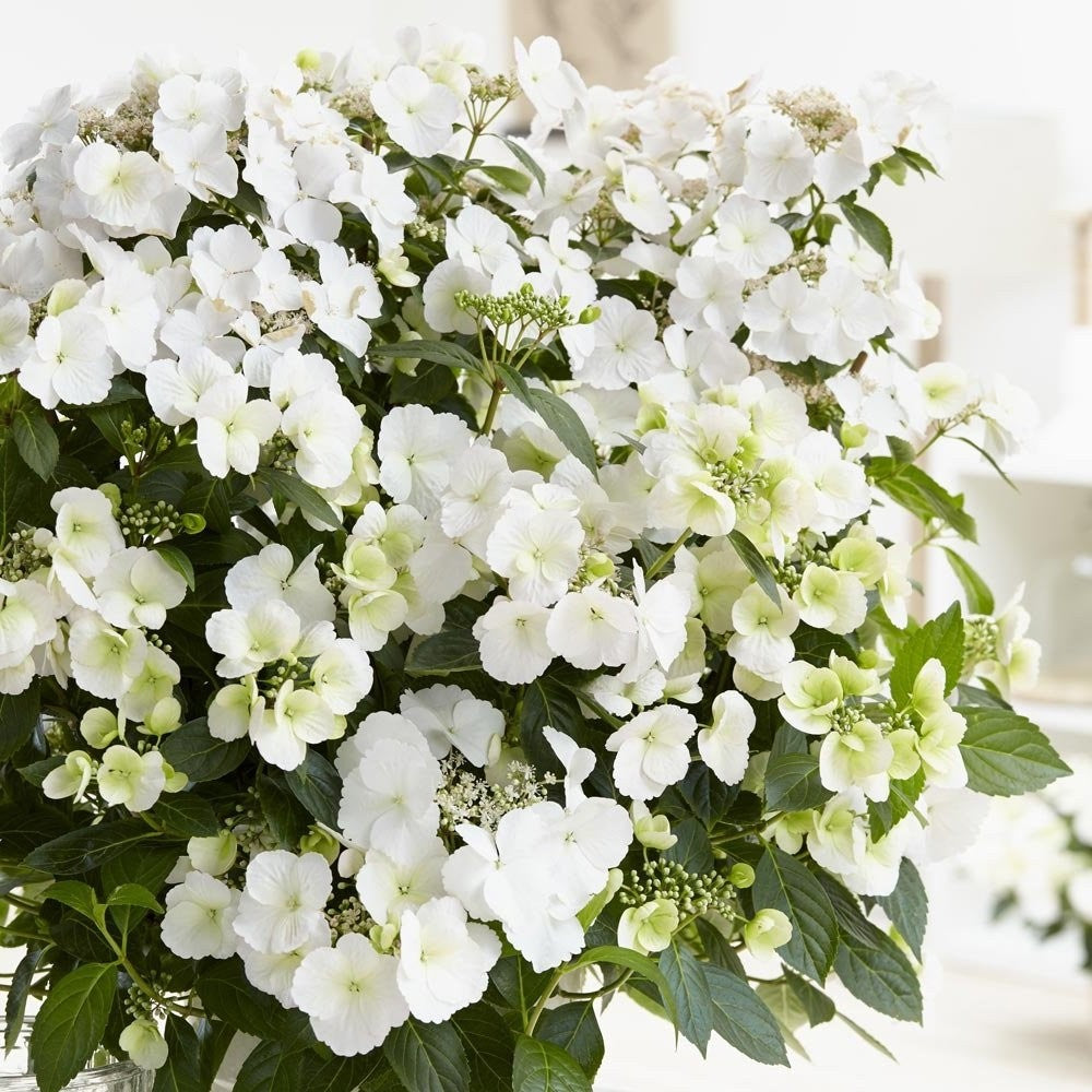 HYDRANGEA ORTENSIA RUNAWAY BRIDE VASO 15CM – Peragashop