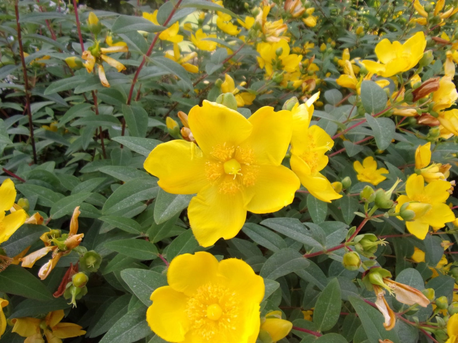 HYPERICUM IPERICO MOSERIANUM IN VASO 12CM – Peragashop