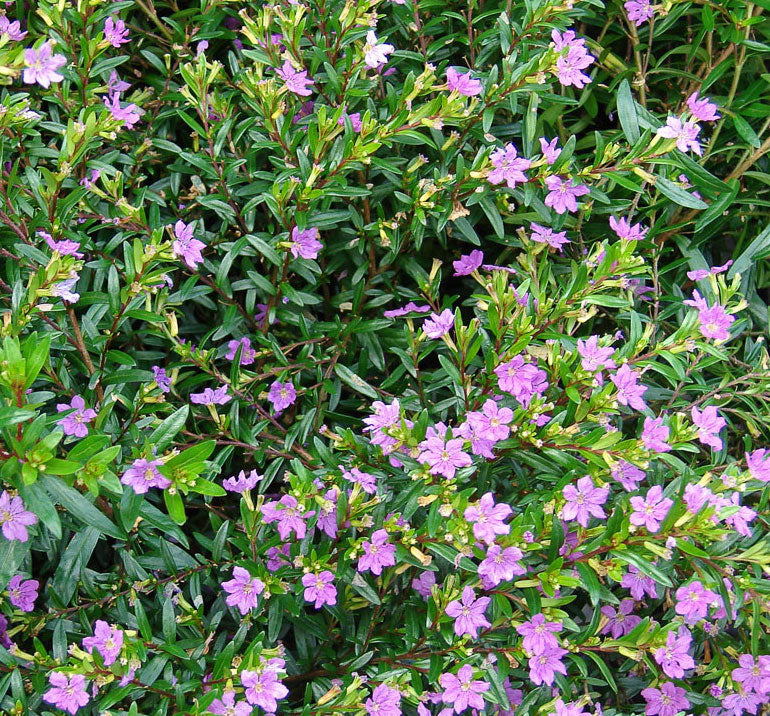 CUPHEA HYSSOPIFOLIA VASO 10.5CM – Peragashop