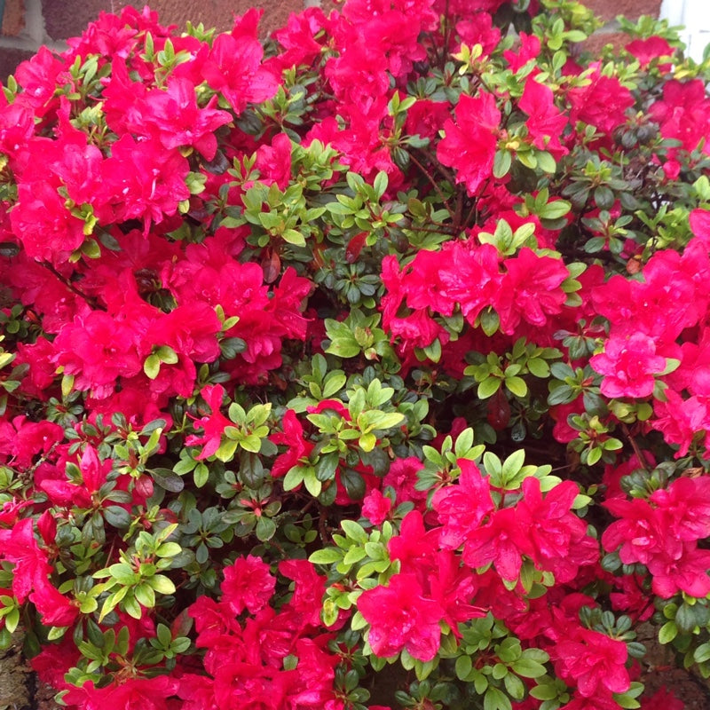 AZALEA JAPONICA RUSTICA KERMESINA VASO 24CM – Peragashop