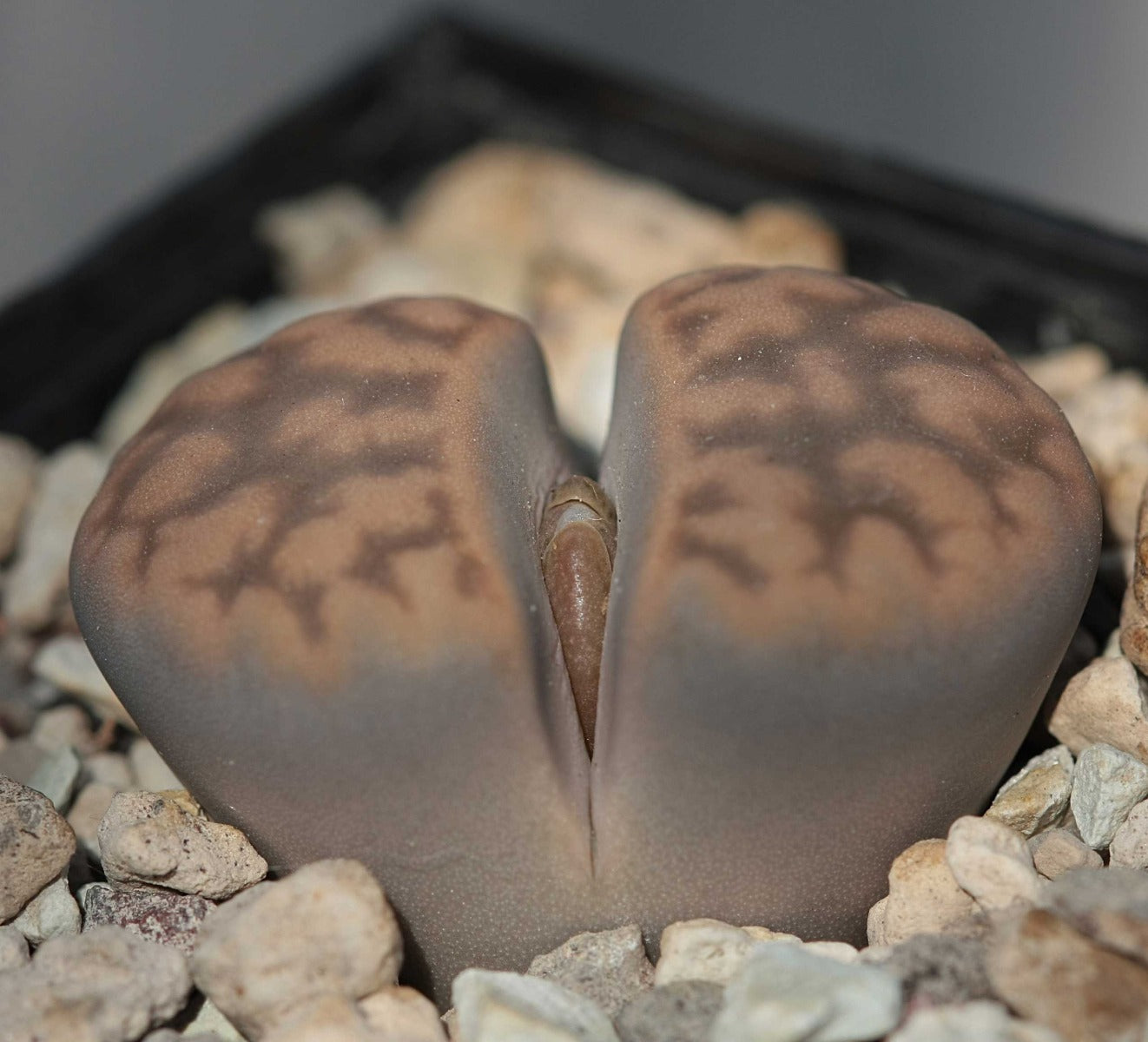 LITHOPS LITHOPS OPTICA HALLII VASO 5.5CM – Peragashop