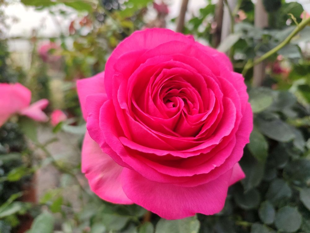 ROSA CYCLAMEN PIERRE DE RONSARD RAMPICANTE – Peragashop