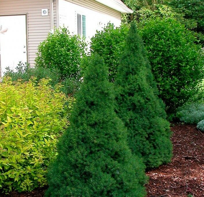 PICEA GLAUCA PERFECTA VASO 19CM – Peragashop