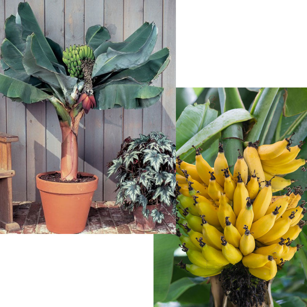 Musa Acuminata Zwerg-Cavendish-Bananenbaum, 20 cm Topf – Peragashop