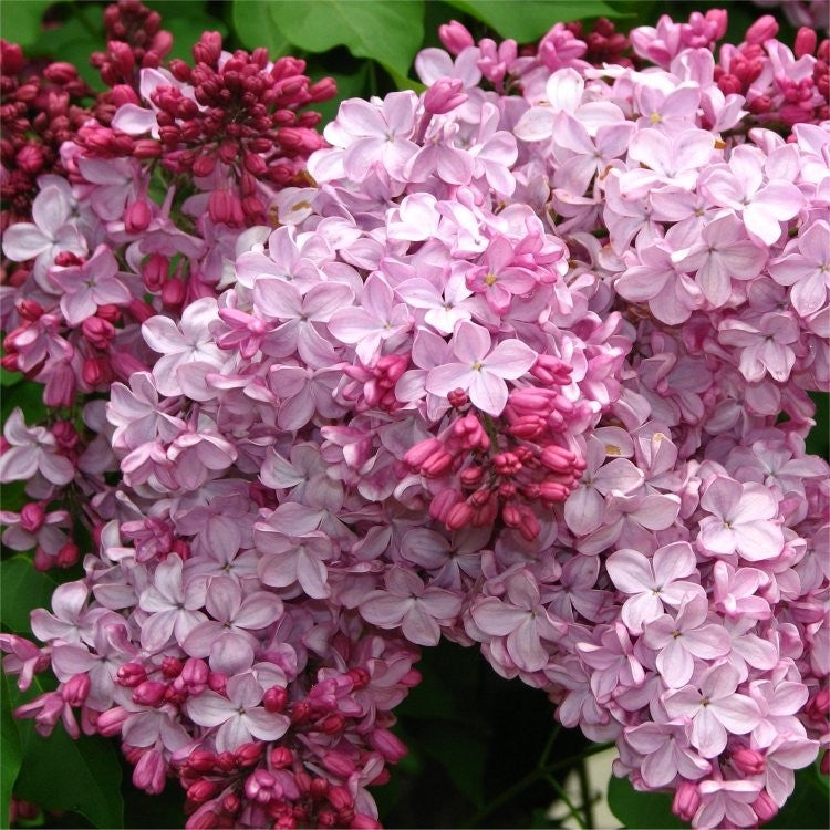 SYRINGA VULGARIS LILLA ESTHER STALEY IN VASO 21CM – Peragashop