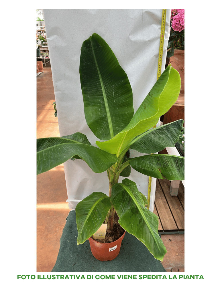 Musa Acuminata Zwerg-Cavendish-Bananenbaum, 20 cm Topf – Peragashop