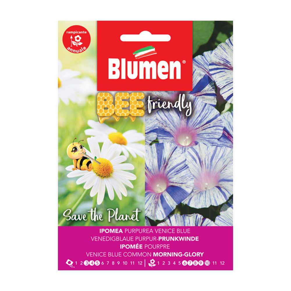 IPOMEA PURPUREA BLUE BEE FRIENDLY BLUMEN – Peragashop