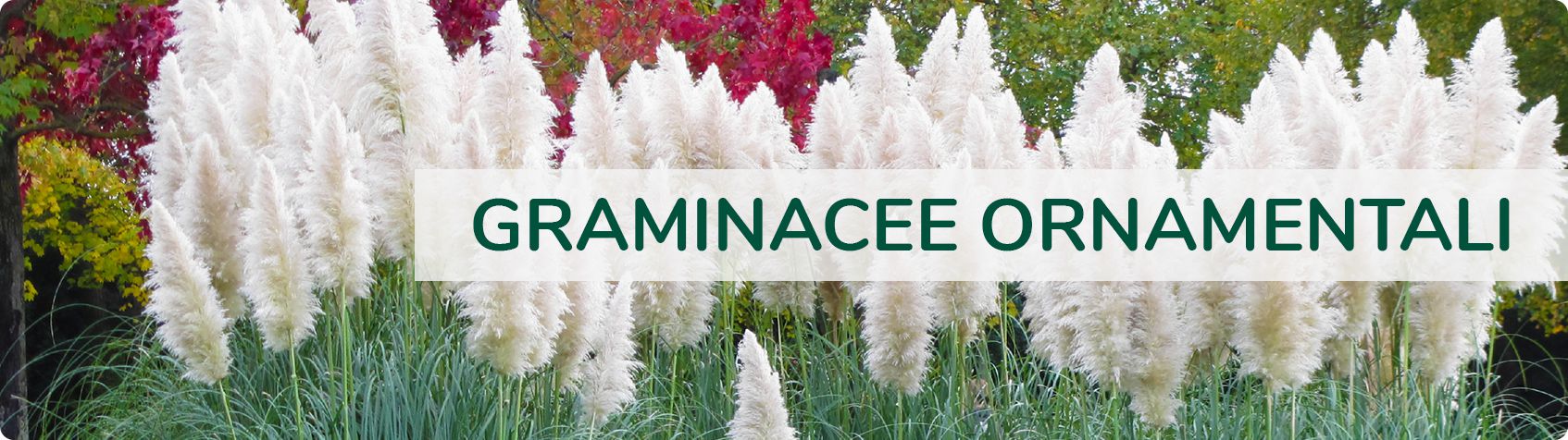 Graminacee Ornamentali - Vendita Online