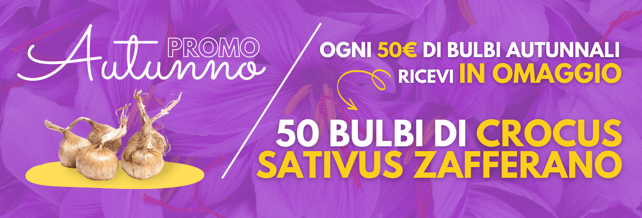 Bulbi Autunnali da Fiore | Oltre 300 Varietà