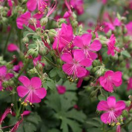 GERANIUM CANTABRIGIENSE INTENSE VASO 18CM - Perenni Peragashop