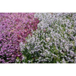 ERICA DARLEYENSIS COLORI ASSORTITI VASO 15CM - Acidofile Peragashop