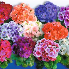 PRIMULA OBCONICA VASO 12CM COLORE ASSORTITO - Fiori per Balcone Peragashop