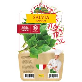 SALVIA ANANAS VASO 14CM MASTERCHEF ORTOMIO - Le Officinali Peragashop