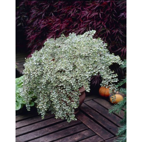 cotoneaster horizontalis variegata