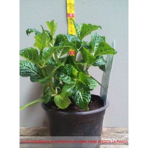 hydrangea bicolor bavaria