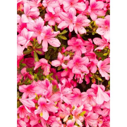 AZALEA JAPONICA RUSTICA ROSA E BIANCA VASO 18CM - Acidofile Peragashop