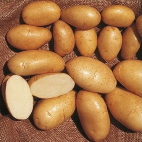 Patata Spunta Confezione da 1.5kg