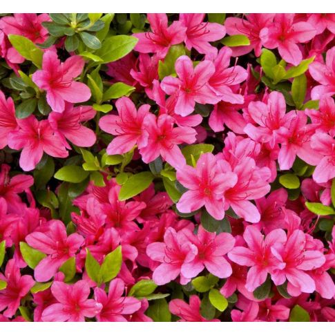 AZALEA JAPONICA RUSTICA FUCSIA VASO 20CM - Acidofile Peragashop