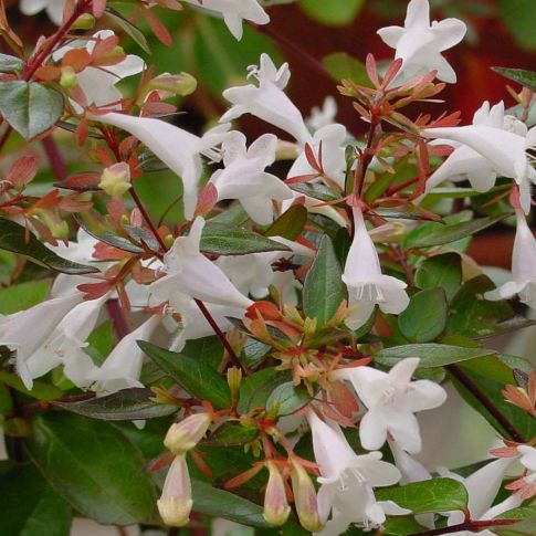 ABELIA GRANDIFLORA PROSTRATA VASO 13CM - Sempreverdi Peragashop