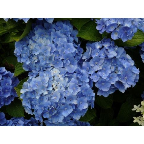 ORTENSIA HYDRANGEA MACROPHYLLA BODENSEE BLUE VASO 18CM - Caducifoglia Peragashop
