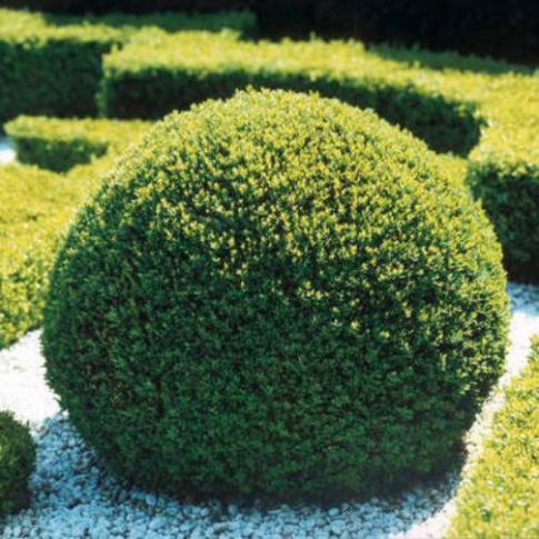 1 Pianta di Bosso in vaso 17cm