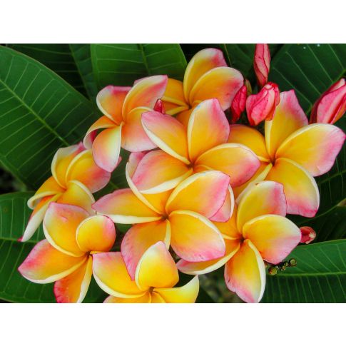 Plumeria Pomelia California In Vaso 14cm - Consegna in 24h