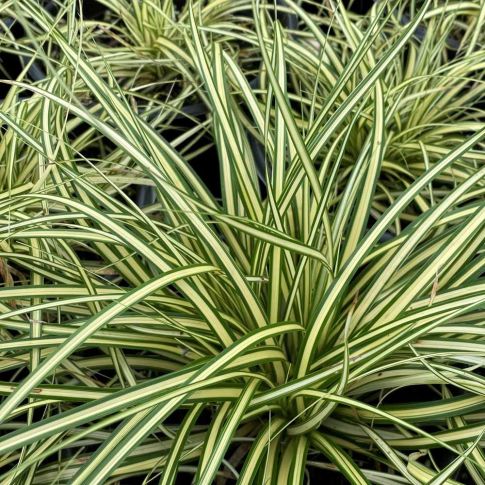 Carex Evergold In Vaso 18cm