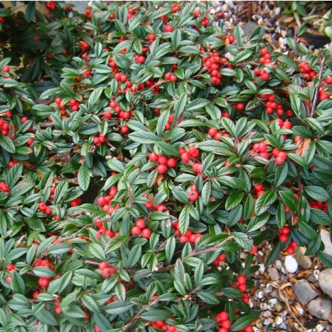 1 Pianta di Cotoneaster Salicifolius Repens
