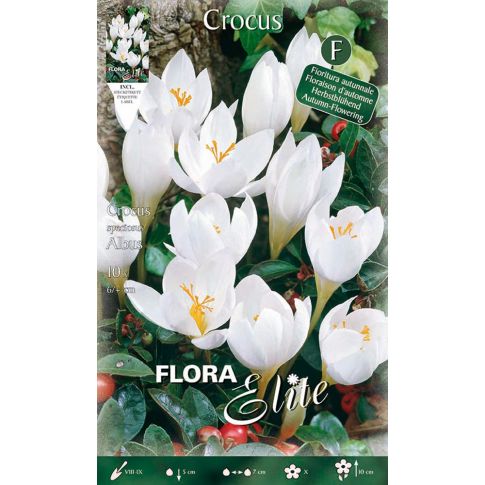 CROCUS SPECIOSUS ALBUS (LOT DE 10 BULBES)