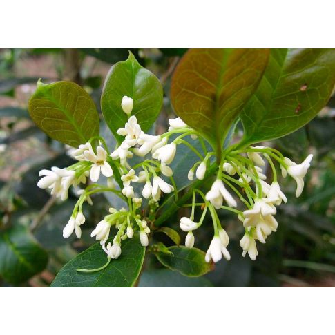 OSMANTHUS FRAGRANS OLEA FRAGRANS BIANCO VASO 20CM - Sempreverdi Peragashop
