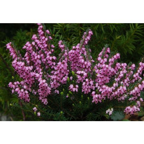 OFFERTA 3 ERICA DARLEYENSIS COLORI ASSORTITI VASO 9CM - Acidofile ...