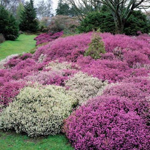 OFFERTA 3 PIANTE DI ERICA CARNEA VASO 12CM COLORI ASSORTITI - Acidofile ...