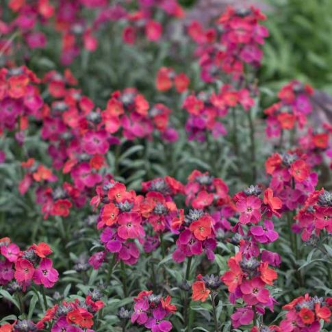 ERYSIMUM RED JEP VASO 12CM - Perenni Peragashop
