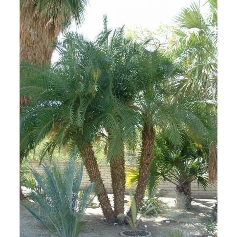 PHOENIX ROEBELENII VASO 20CM - Sempreverdi Peragashop