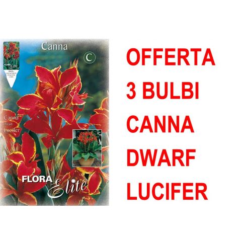 OFFERTA 3 BULBI CANNA DWARF LUCIFER - Canna Peragashop