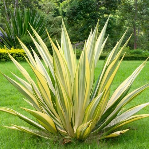 YUCCA GOLDEN HEART IN VASO 18CM - Sempreverdi Peragashop