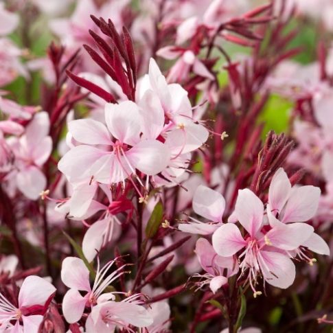 GAURA VASO 14CM - Perenni Peragashop