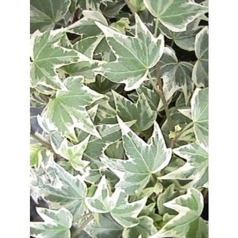 HEDERA HELIX WHITE RIPPLE IN VASO 14CM - Sempreverdi Peragashop