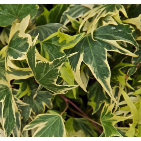 HEDERA HELIX YELLOW RIPPLE IN VASO 13CM - Rampicanti Peragashop