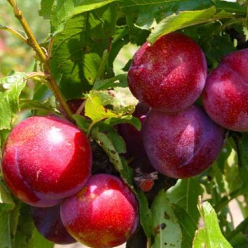 1 Pianta Di Susino Hiromi Red In Vaso 20cm Matura A Luglio